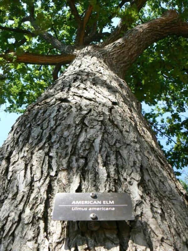Trees With Deep Roots (Including Invasive Varieties)