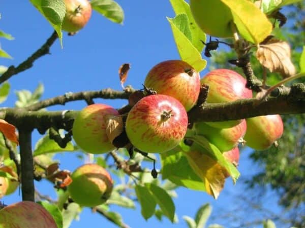 How Long Can Trees Live? - Tree Vitalize