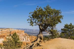How Long Can Trees Live? - Tree Vitalize
