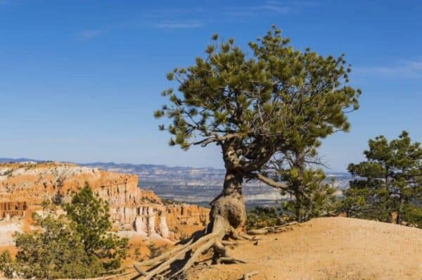 How Long Can Trees Live? - Tree Vitalize