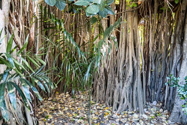 Trees With Deep Roots (Including Invasive Varieties)