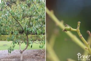 12 Best Fruit Trees to Grow in Florida for a Great Harvest