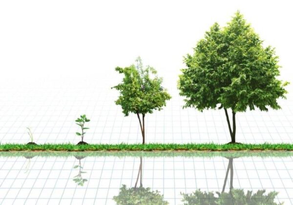 11 Trees For Acid Soils (That Will Thrive)