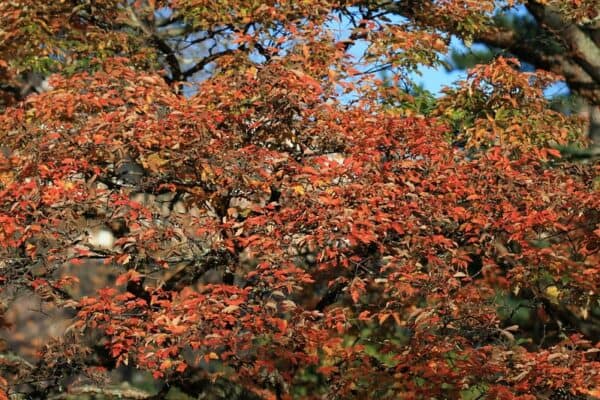 6 Trees for Wet Areas & Damp Soil Types