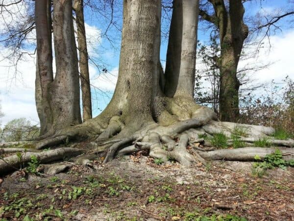 Trees With Deep Roots (Including Invasive Varieties)