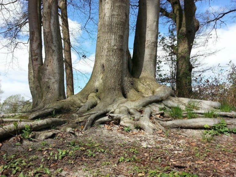 Trees With Deep Roots (Including Invasive Varieties)