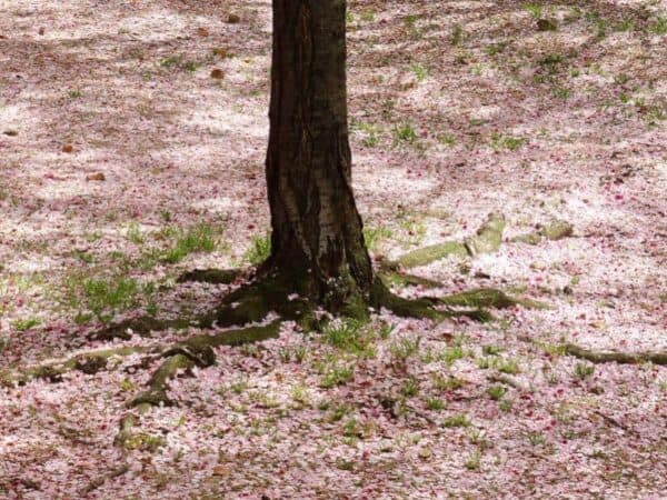Trees With Deep Roots (Including Invasive Varieties)