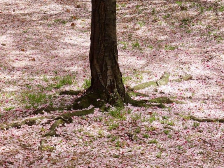 Trees With Deep Roots (Including Invasive Varieties)