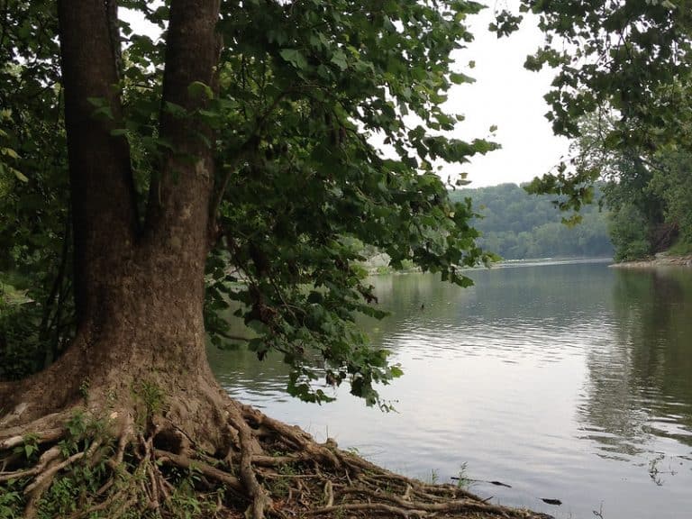 Trees With Deep Roots (Including Invasive Varieties)