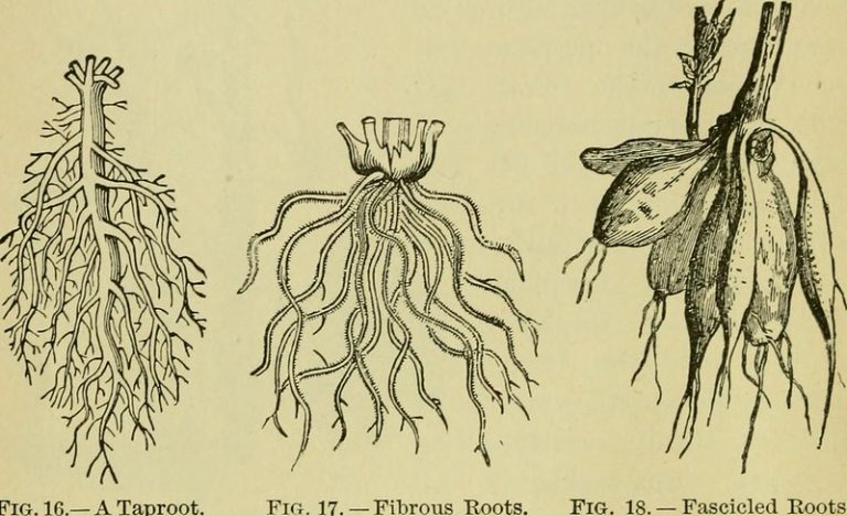 Trees With Deep Roots (Including Invasive Varieties)