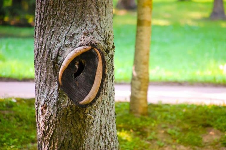 Should You Use a Tree Pruning Sealant? - Tree Vitalize