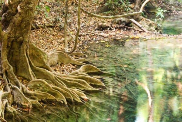 6 Trees for Wet Areas & Damp Soil Types
