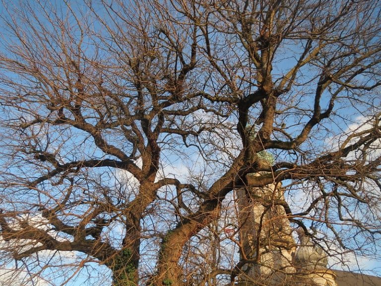 Trees With Deep Roots (Including Invasive Varieties)