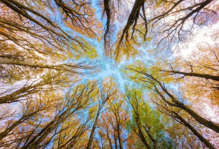 24 Incredible Ways Trees Transform Our Lives & Planet - Tree Vitalize