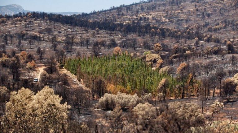 Are There Any Fire-Resistant Tree Species? | Tree Vitalize