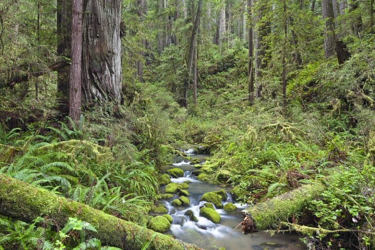 What is an Old-Growth Forest and Why are They Important?