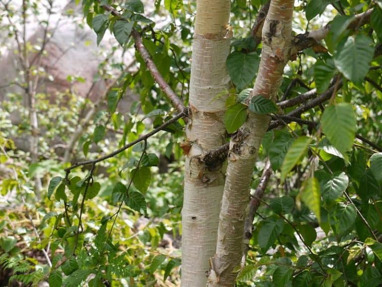 11 Different Types Of Birch Trees & Some Of Their Amazing Uses