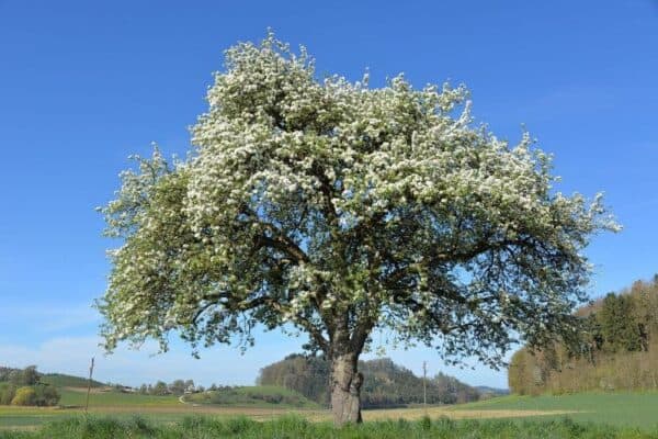 7 Best Varieties of Pear Trees to Grow in Florida