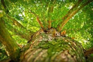 24 Incredible Ways Trees Transform Our Lives & Planet - Tree Vitalize