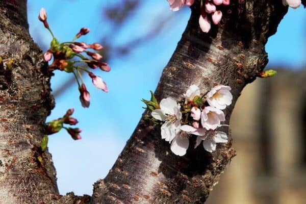 How Long Do Fruit Trees Live? | Tree Vitalize