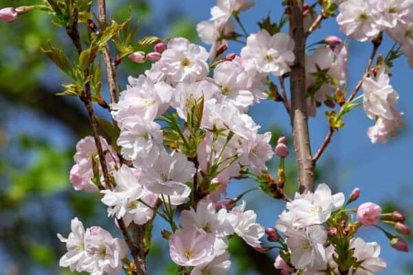 How Long Do Fruit Trees Live? | Tree Vitalize