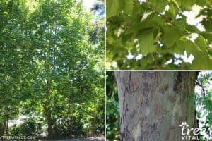 Are There Any Fire-Resistant Tree Species? | Tree Vitalize
