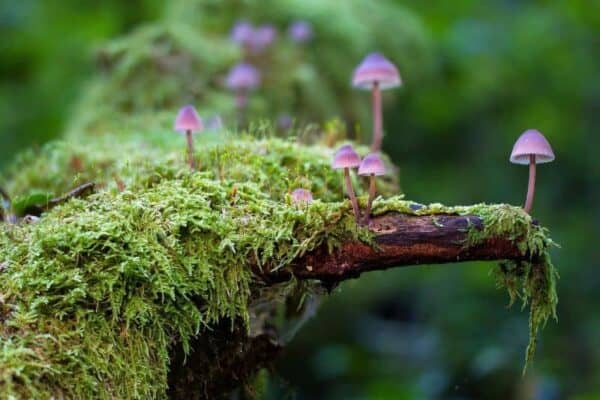 24 Incredible Ways Trees Transform Our Lives & Planet - Tree Vitalize