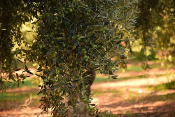 How Long Do Fruit Trees Live? | Tree Vitalize