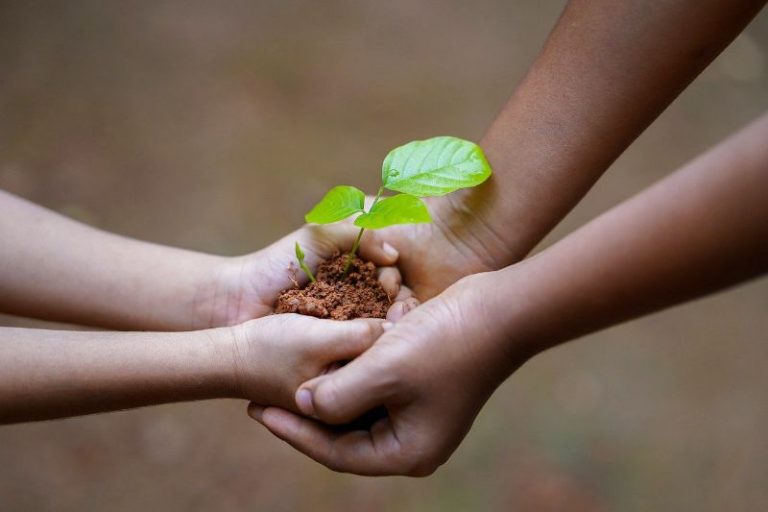 Tree Planting Grants - Can I Get a Grant to Plant Trees?