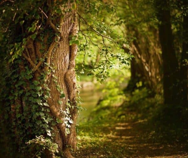 24 Incredible Ways Trees Transform Our Lives & Planet - Tree Vitalize