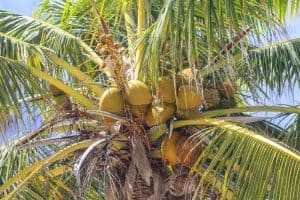 What is the Difference Between a Palm Tree and a Coconut Tree?