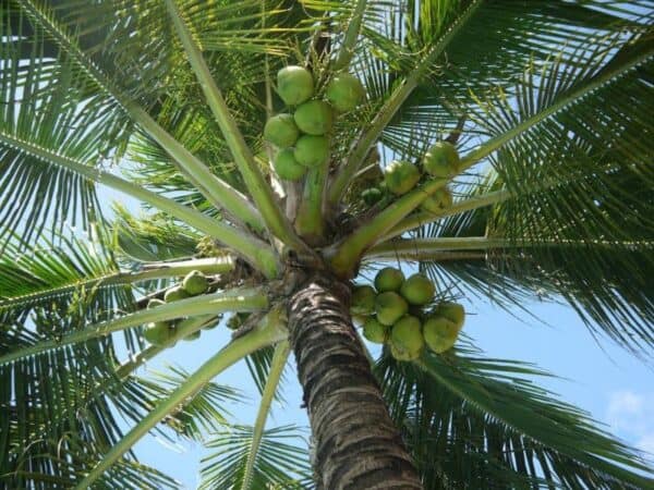 What is the Difference Between a Palm Tree and a Coconut Tree?