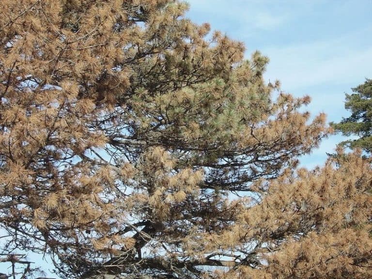 Where Do Pine Trees Grow? (Best Habitat For Natural Growth)