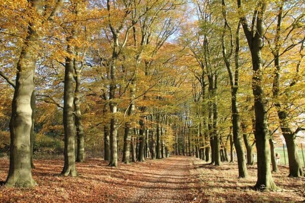 11 Trees For Acid Soils (That Will Thrive)