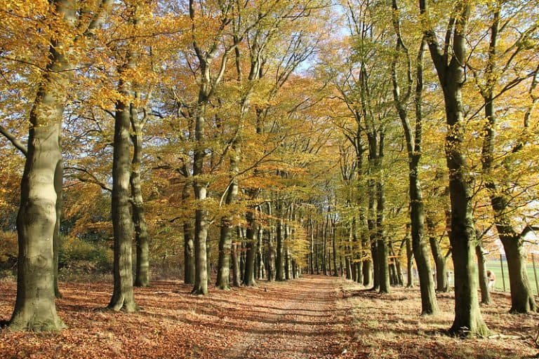 11 Trees For Acid Soils (That Will Thrive)