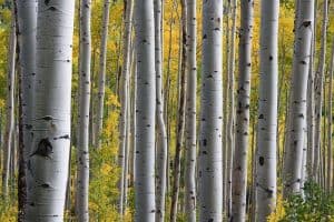 11 Trees For Acid Soils (That Will Thrive)