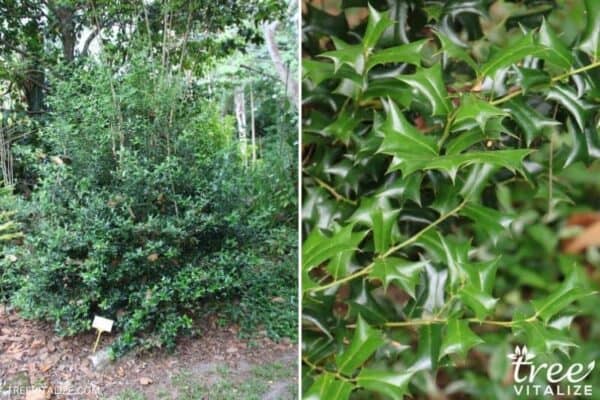 11 Trees For Acid Soils (That Will Thrive)