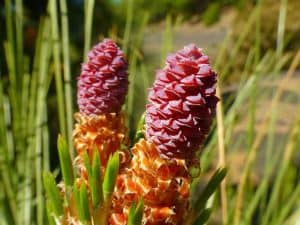 How Do Pine Trees Reproduce? (Full Reproduction Cycle)