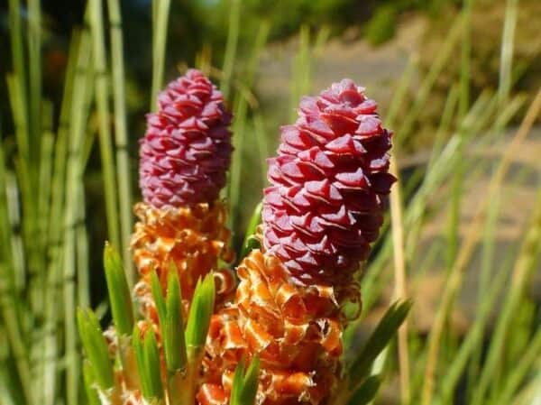 How Do Pine Trees Reproduce? (Full Reproduction Cycle)