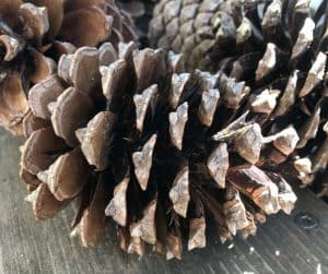 How Do Pine Trees Reproduce? (Full Reproduction Cycle)