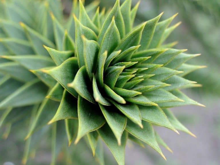 11 Trees For Acid Soils (That Will Thrive)