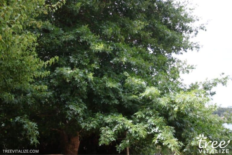 11 Trees For Acid Soils (That Will Thrive)