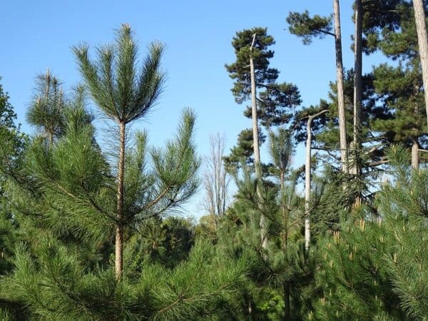Where Do Pine Trees Grow? (Best Habitat For Natural Growth)