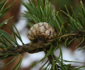 How Do Pine Trees Reproduce? (Full Reproduction Cycle)