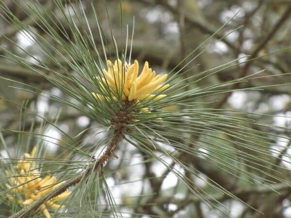 How Do Pine Trees Reproduce? (Full Reproduction Cycle)