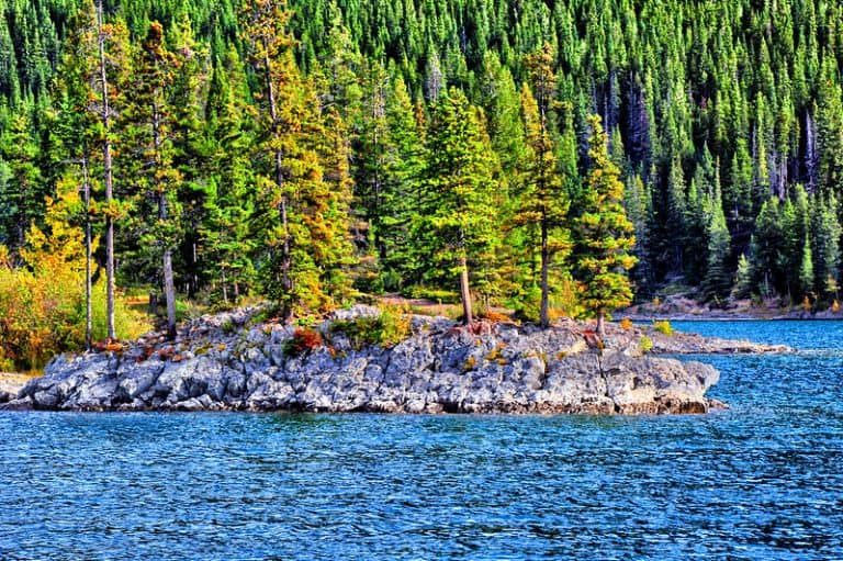 11 Trees For Acid Soils (That Will Thrive)