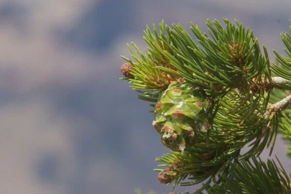 How Do Pine Trees Reproduce? (Full Reproduction Cycle)