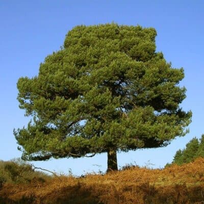 Where Do Pine Trees Grow? (Best Habitat For Natural Growth)
