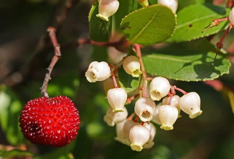 11 Trees For Acid Soils (That Will Thrive)