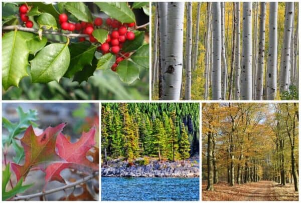 Trees With Deep Roots (Including Invasive Varieties)